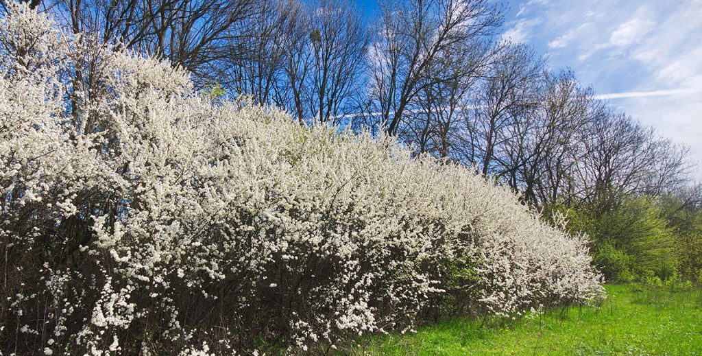 Blackthorn - Tree Frontiers
