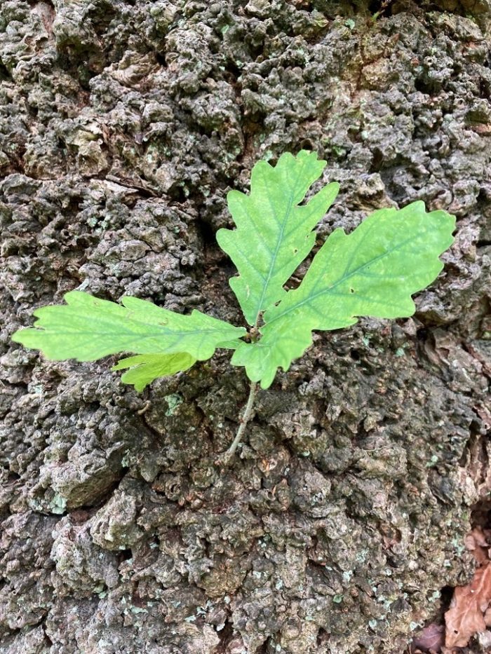 Pedunculate Oak - Tree Frontiers