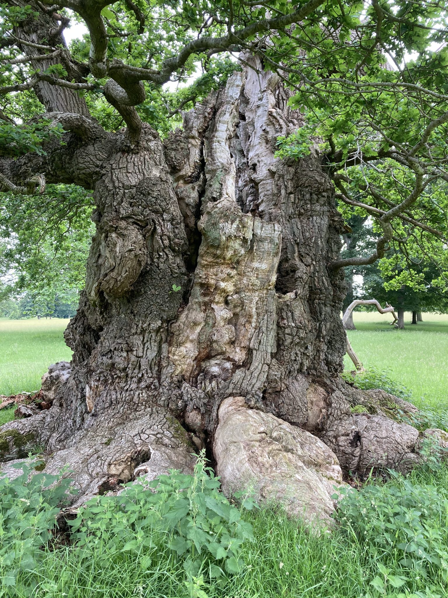 Pedunculate Oak - Tree Frontiers