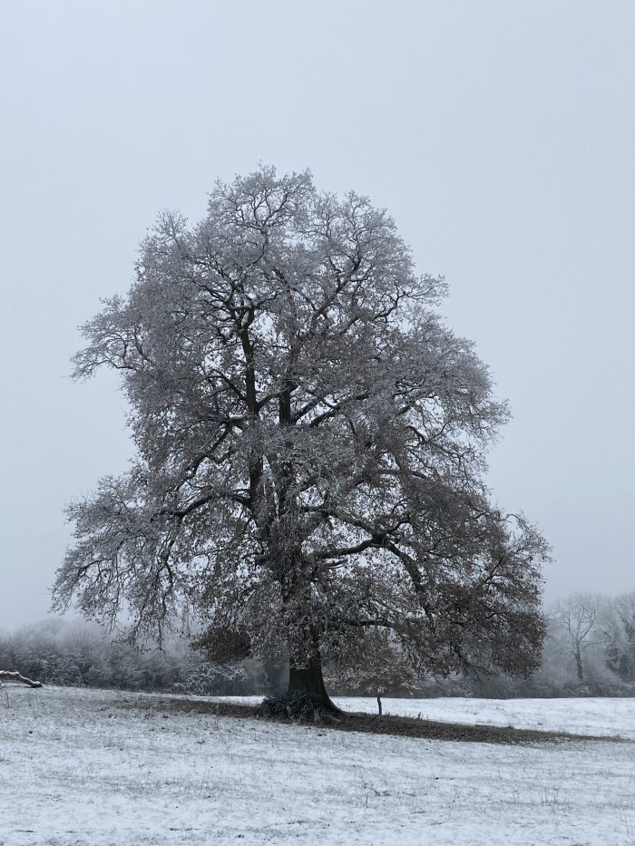 Pedunculate Oak - Tree Frontiers