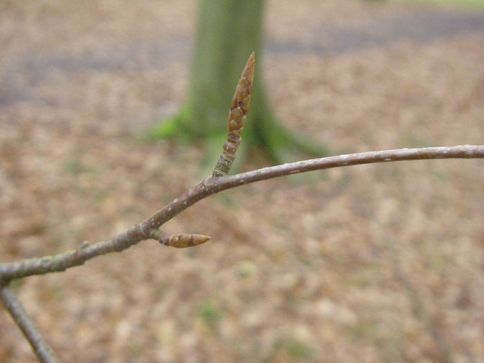 Common Beech - Tree Frontiers