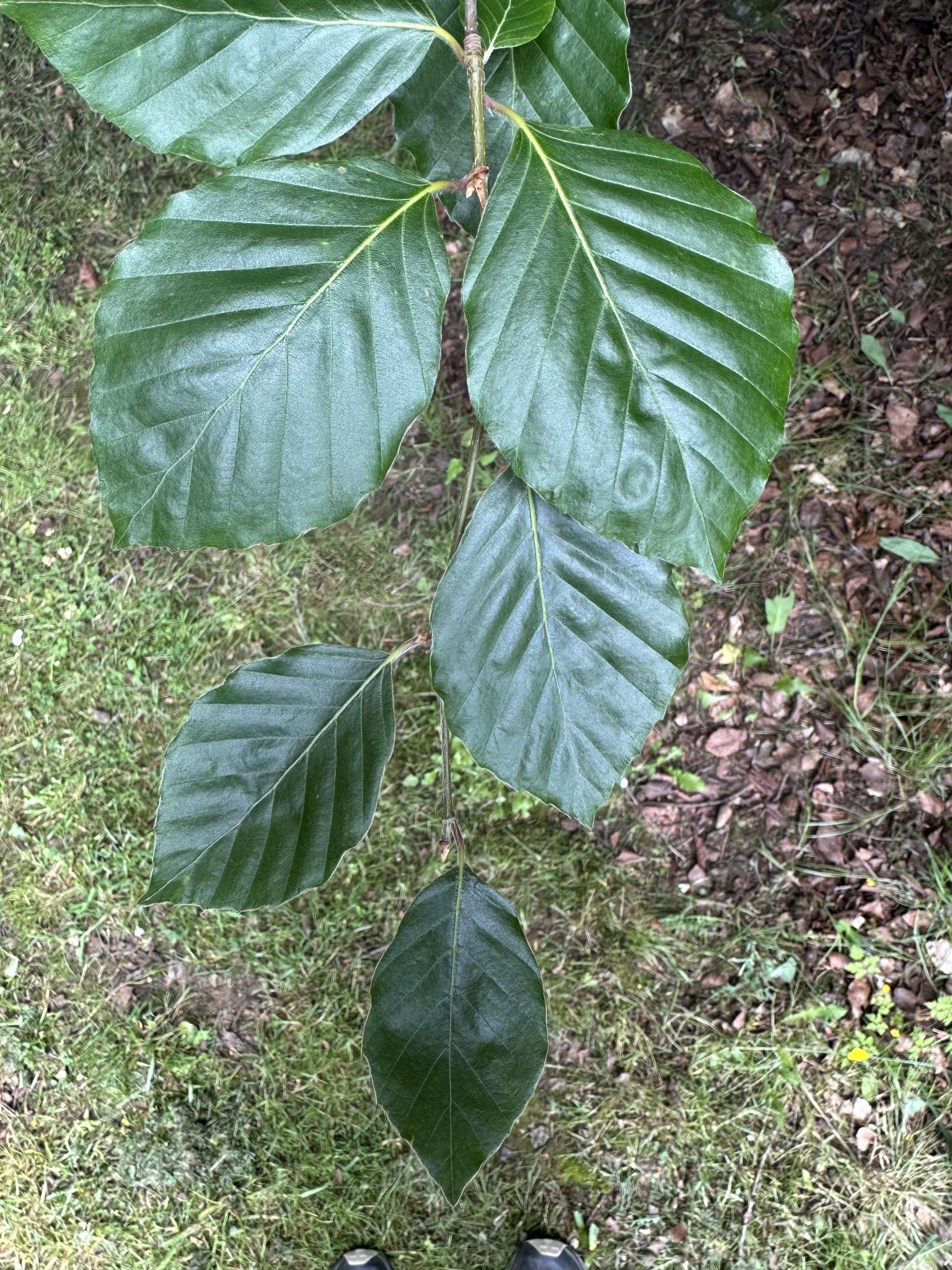 Common Beech - Tree Frontiers