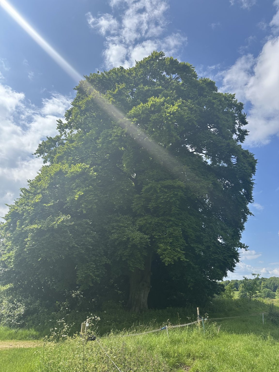 Common Beech - Tree Frontiers