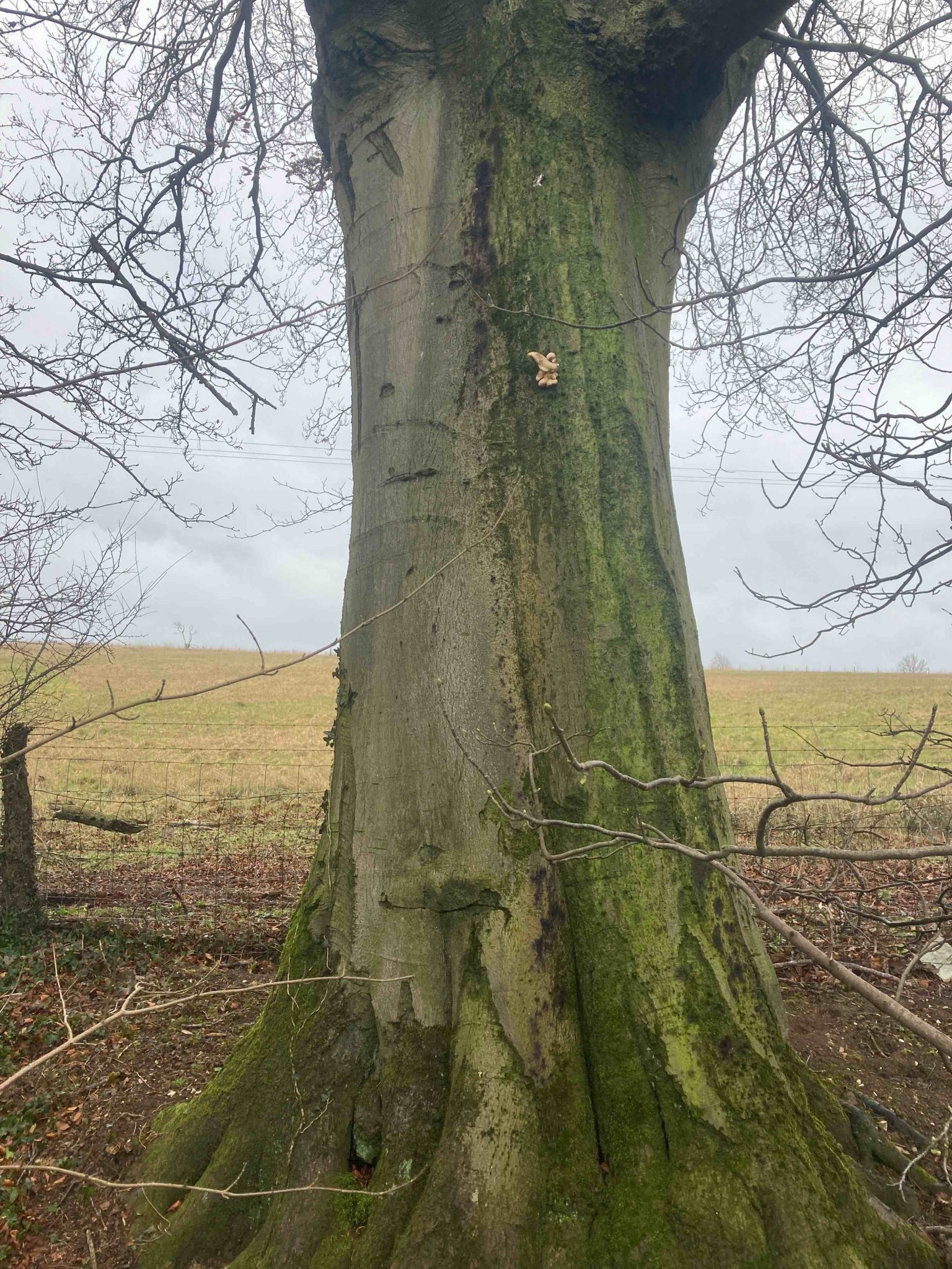 Common Beech - Tree Frontiers