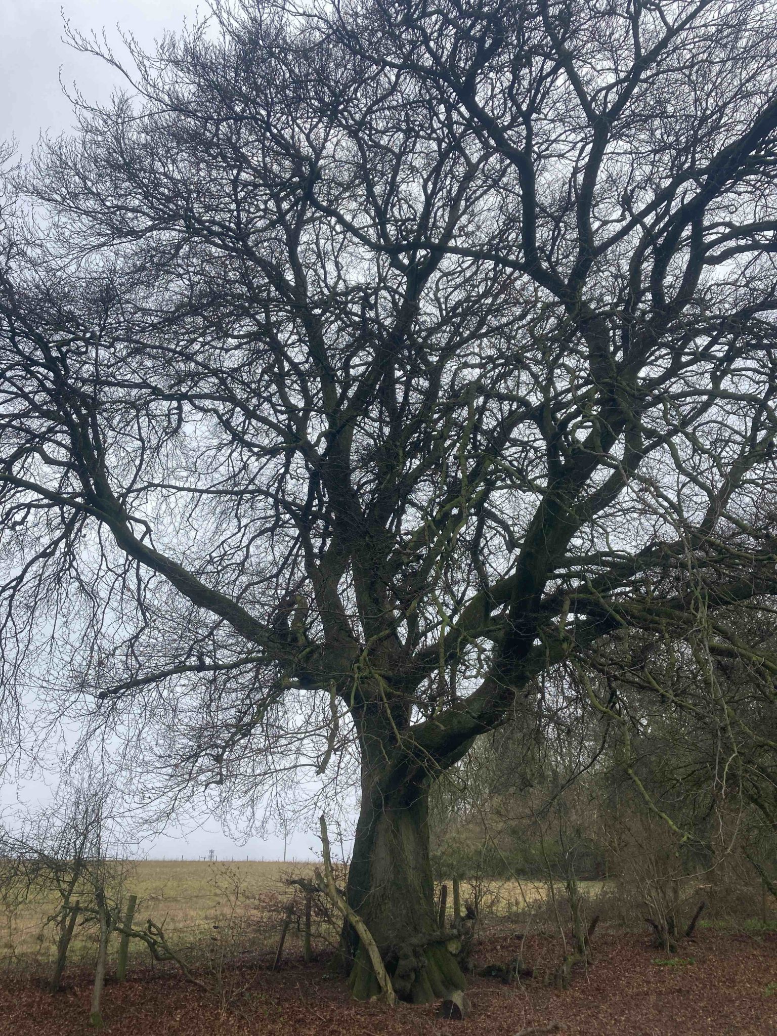 Common Beech - Tree Frontiers