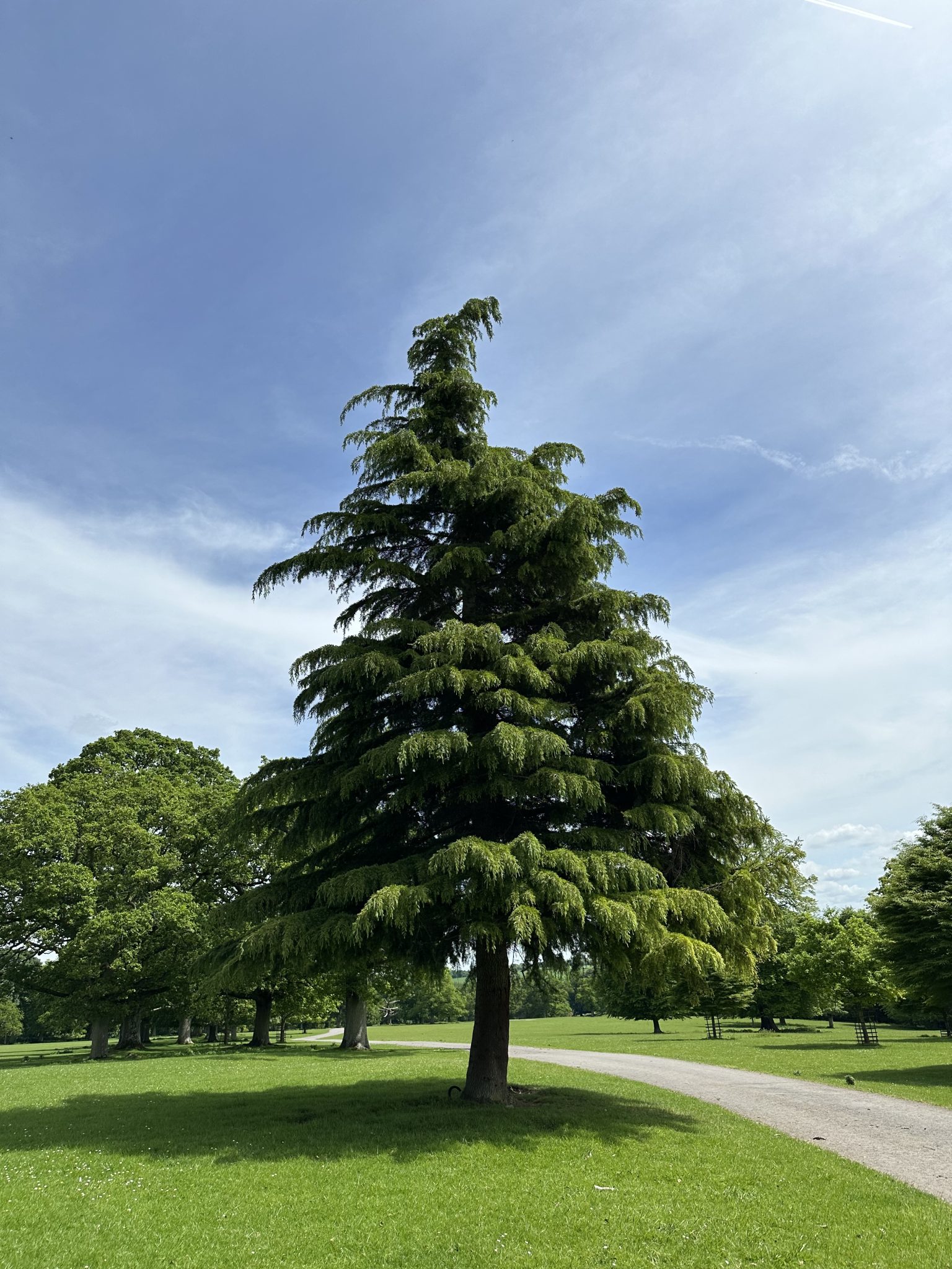 Deodar Cedar - Tree Frontiers