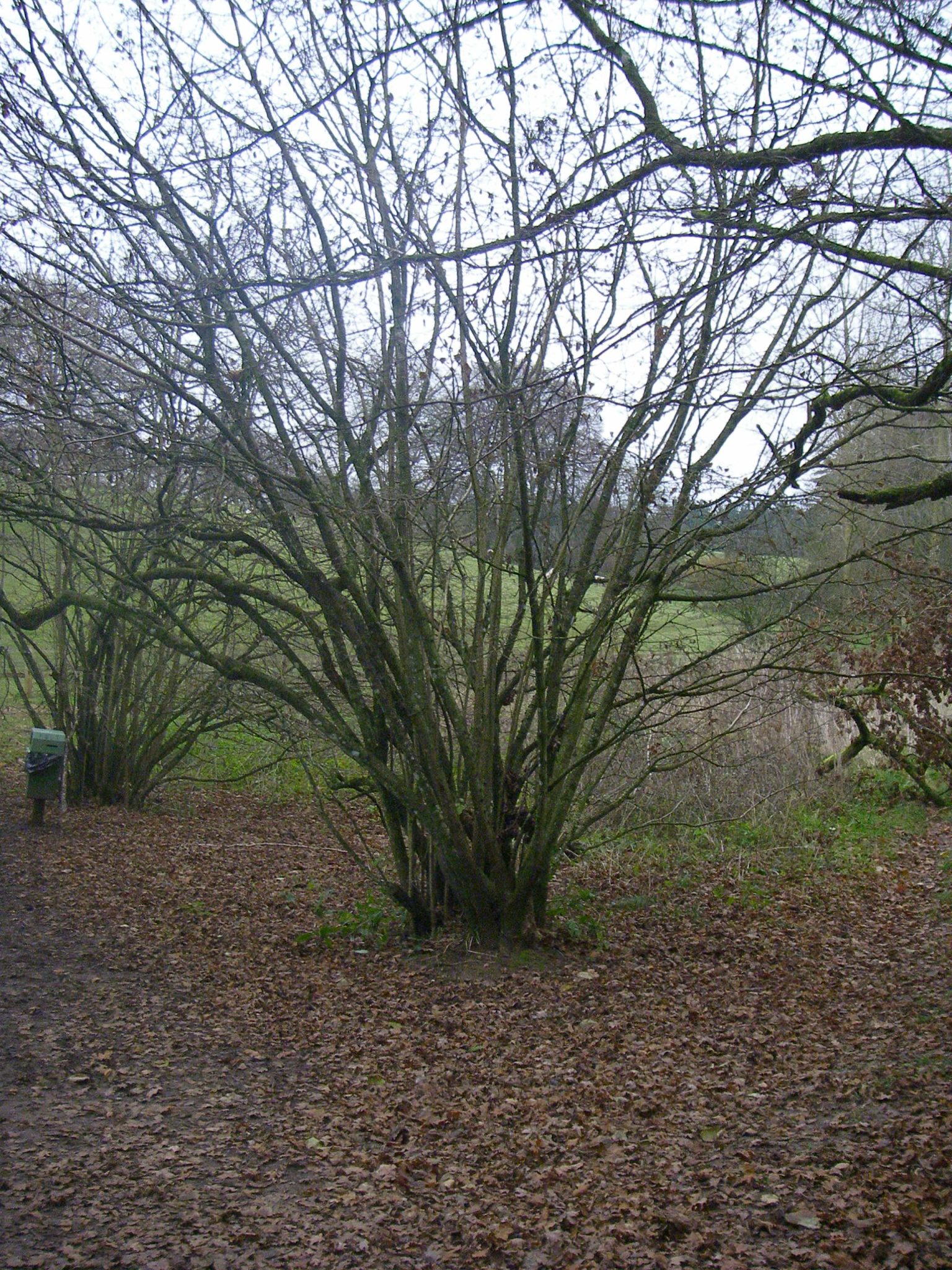 Common Hazel - Tree Frontiers