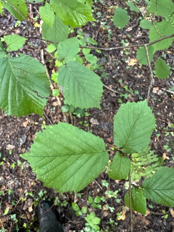 Common Hazel - Tree Frontiers