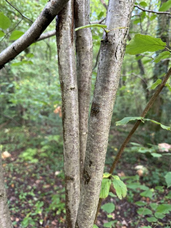 Common Hazel - Tree Frontiers