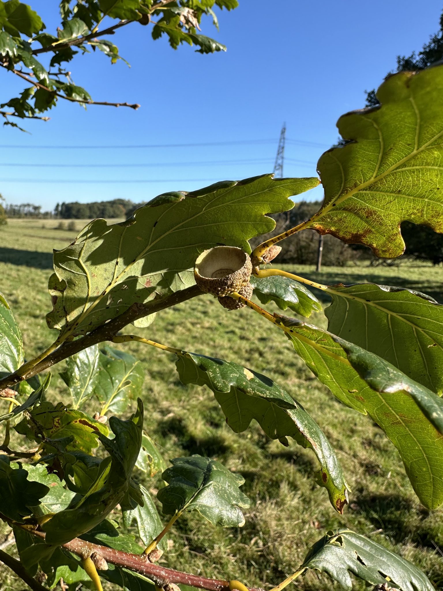 Sessile Oak - Tree Frontiers