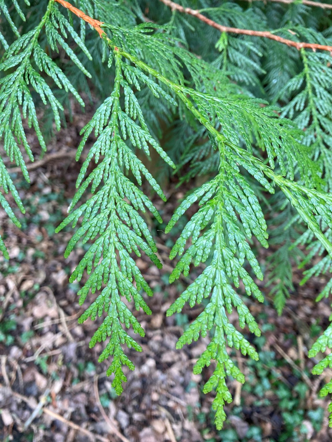 Western Red Cedar - Tree Frontiers