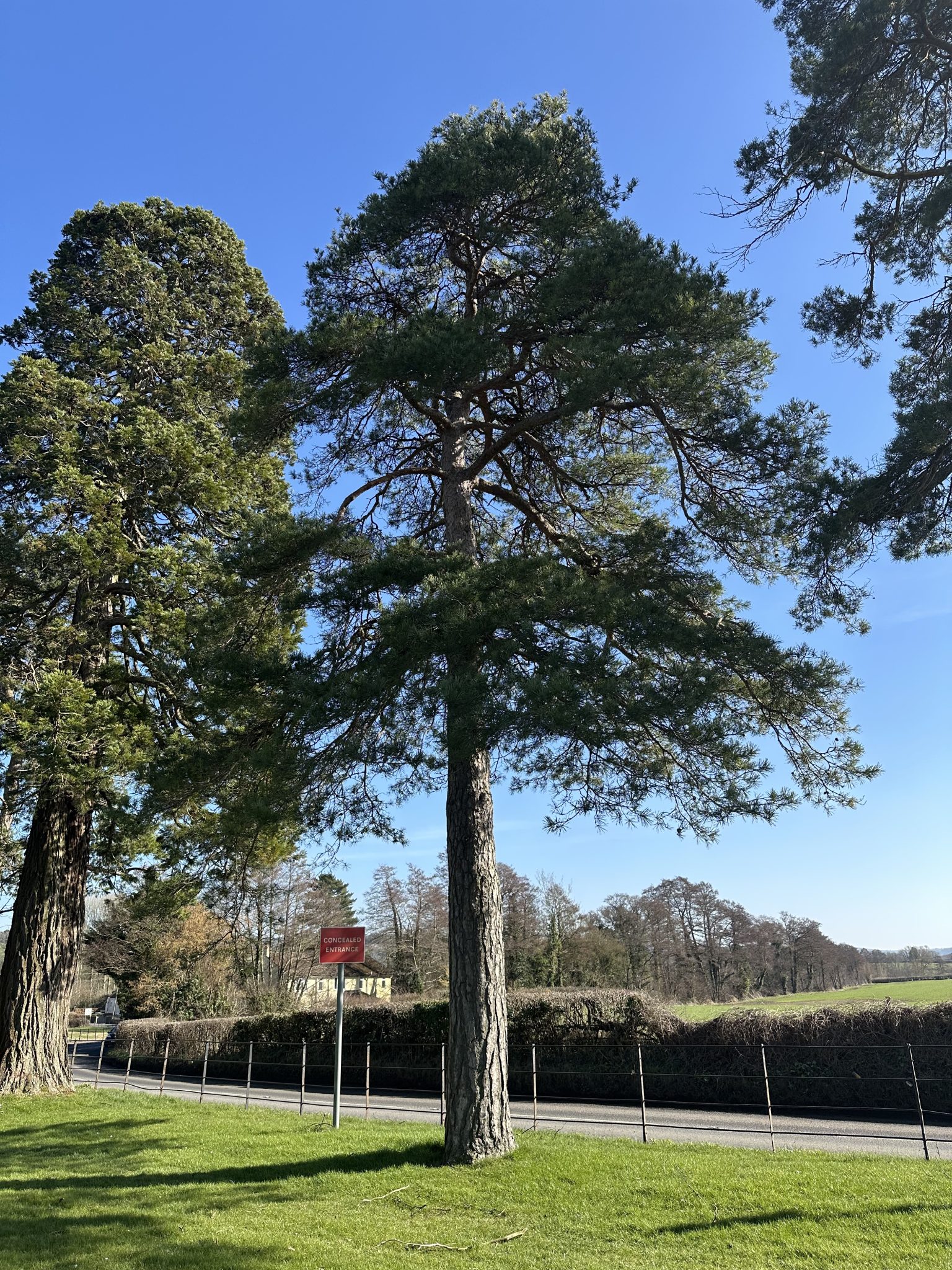 Scots Pine - Tree Frontiers