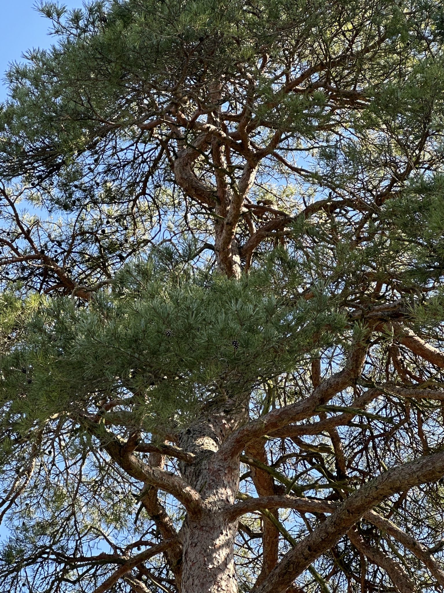 Scots Pine - Tree Frontiers