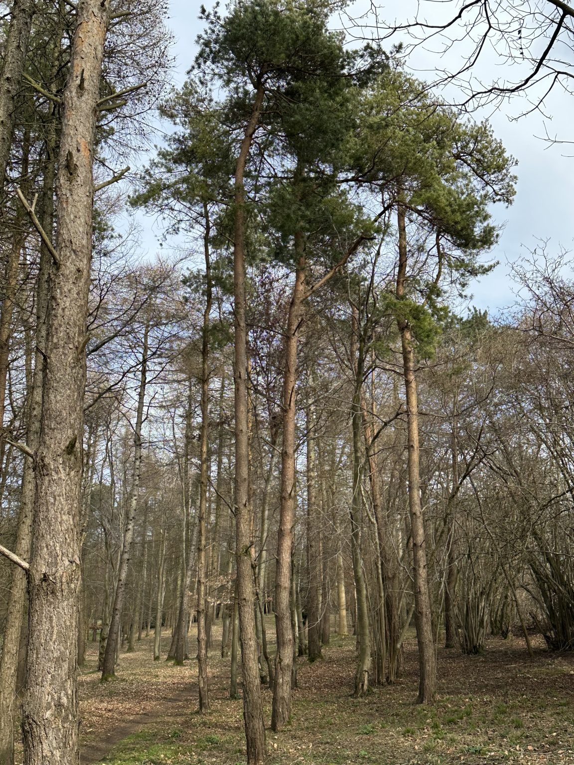 Scots Pine - Tree Frontiers