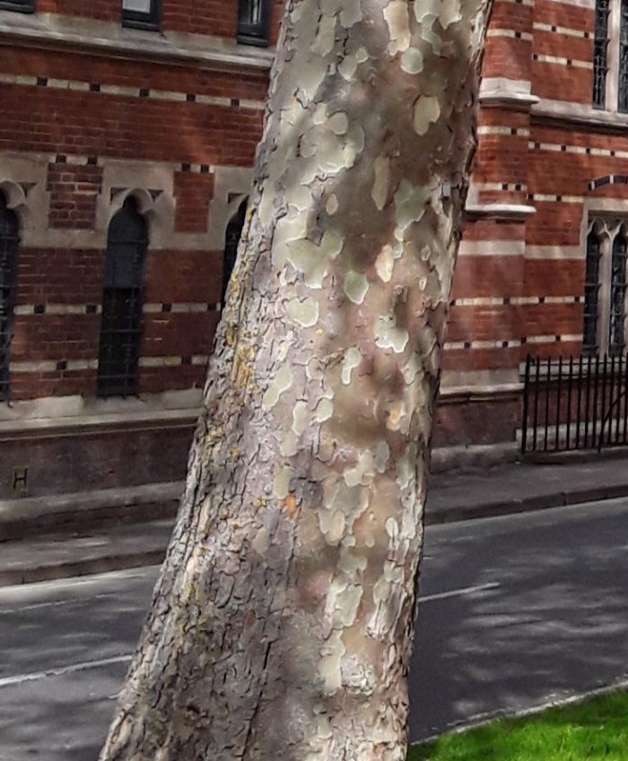 London Plane Tree - Tree Frontiers