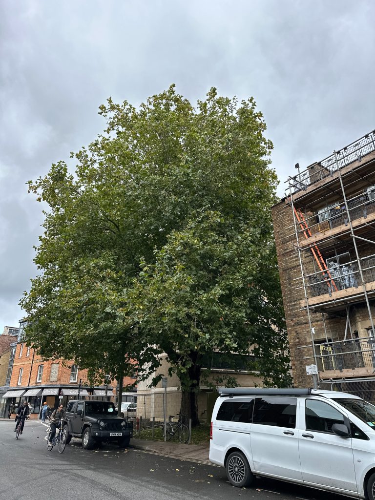 London Plane Tree - Tree Frontiers
