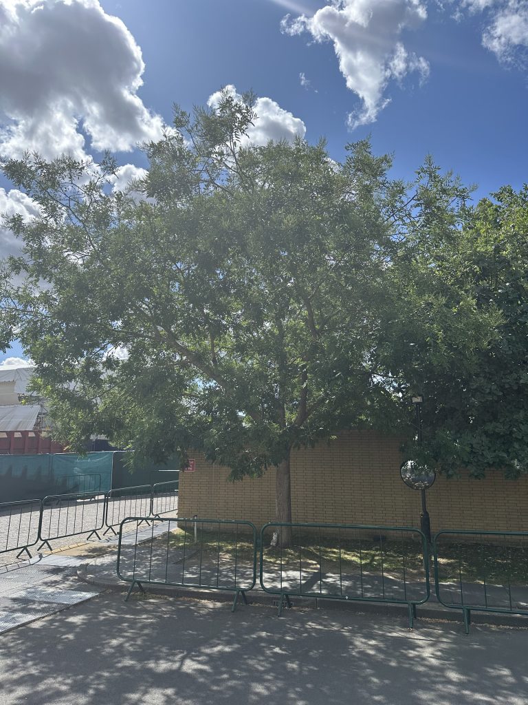 Japanese Pagoda Tree - Tree Frontiers