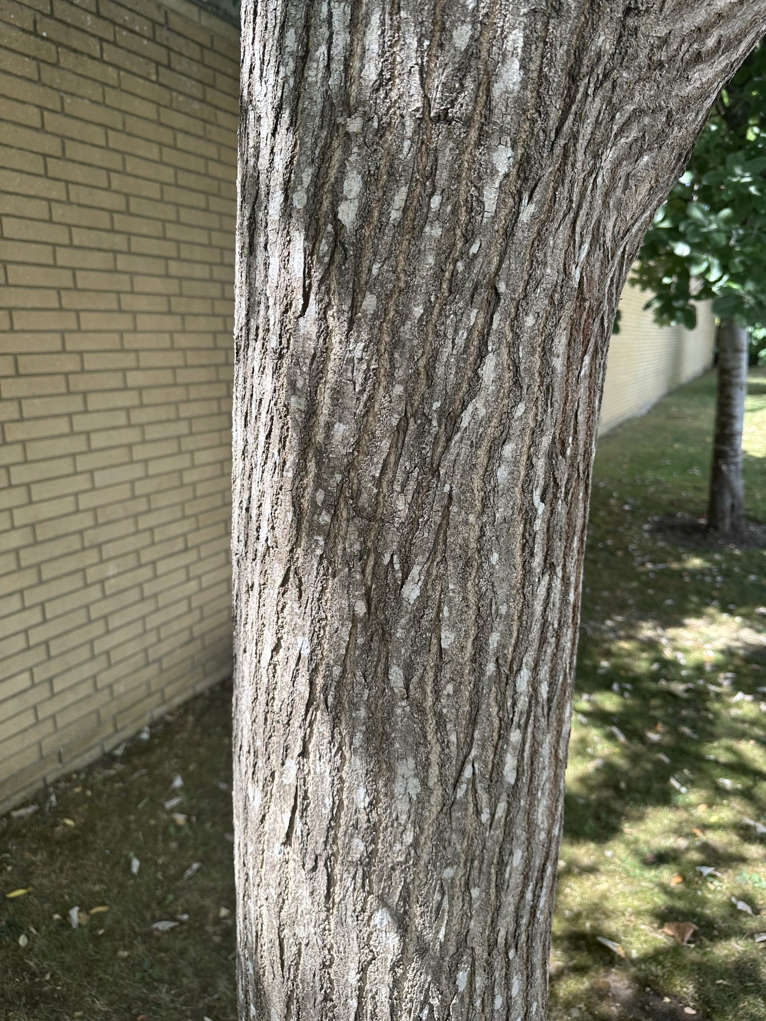 Japanese Pagoda Tree - Tree Frontiers