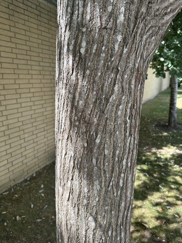 Japanese Pagoda Tree - Tree Frontiers