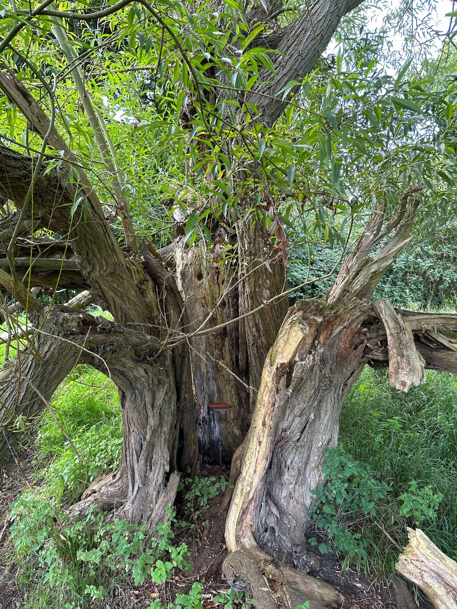 Crack Willow - Tree Frontiers