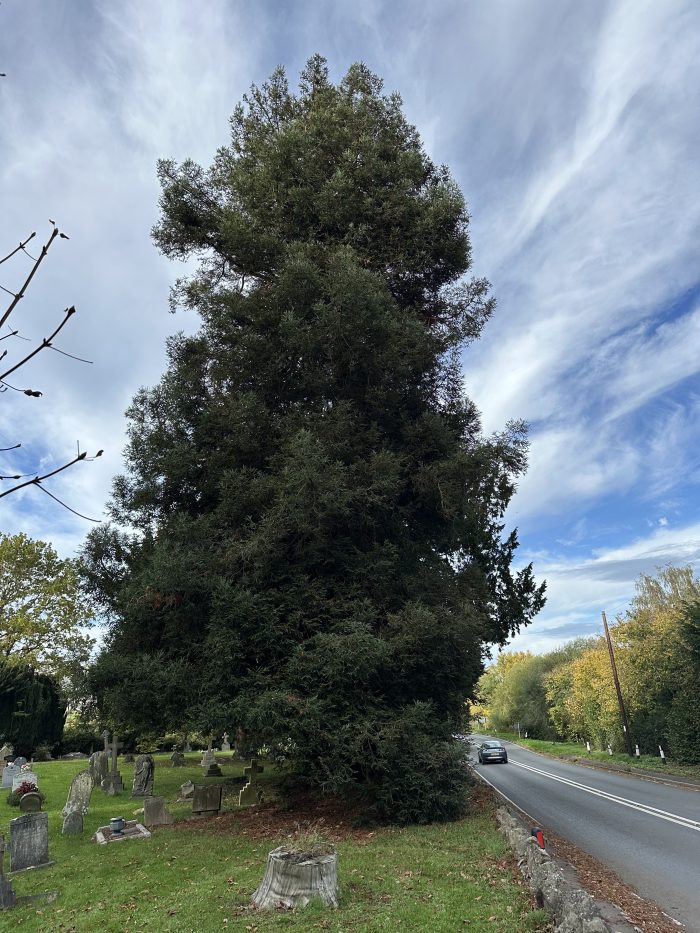 Coast Redwood - Tree Frontiers